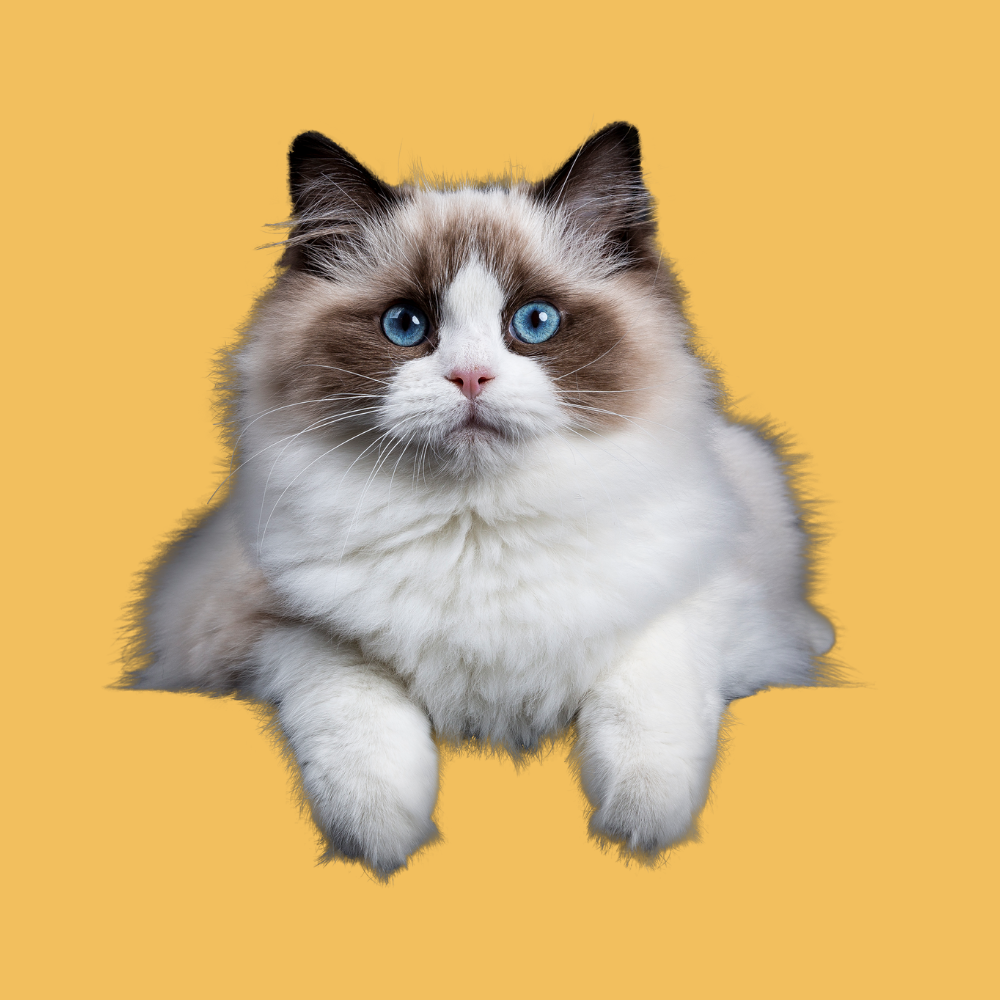 Marcas – Shanti Box